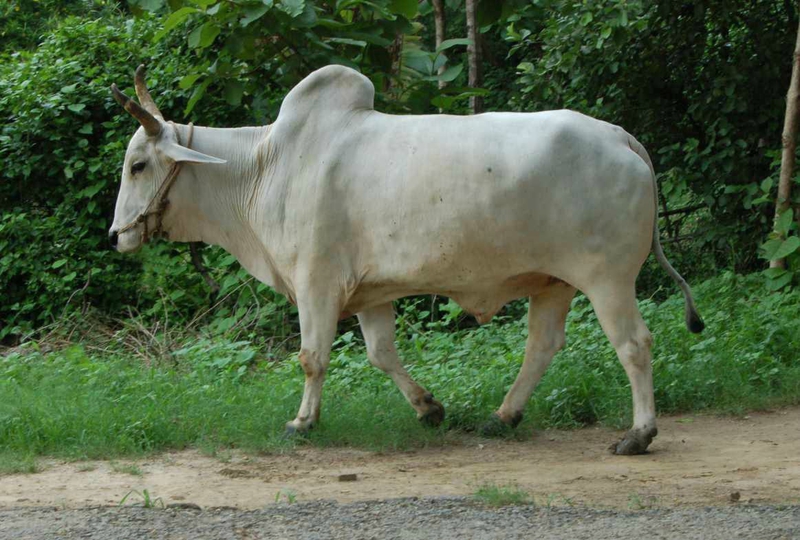 Frieswal - les races bovines du mondes