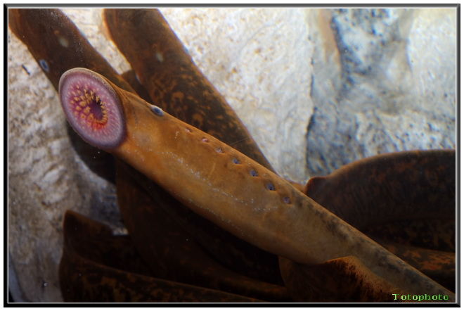 "La Lamproie" - totophoto